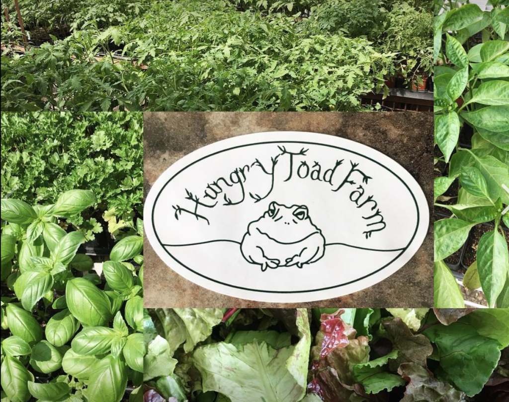 Vendor Spotlight: Hungry Toad Farm - Kate's Plate